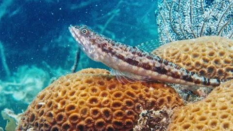 Fish swim on the reef in Papua, Raja Amp... | Stock Video | Pond5