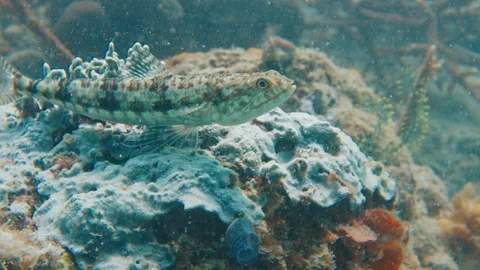Fish swim on the reef in Papua, Raja Amp... | Stock Video | Pond5