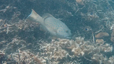 Fish swim on the reef in Papua, Raja Amp... | Stock Video | Pond5