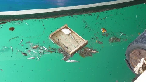 fish swim in the sea garbage (dead fish) | Stock Video | Pond5
