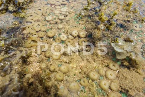 Photograph: Fish swim in sea water puddle during low tide, in barrier ...
