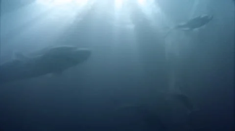 Fish swimming in dark, murky water with ... | Stock Video | Pond5