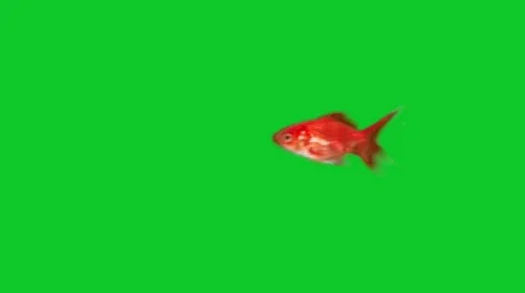 Greenscreen Fish Stock Footage ~ Royalty Free Stock Videos | Pond5