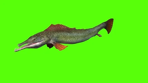 Fish Swimming Green Screen Animation and... | Stock Video | Pond5