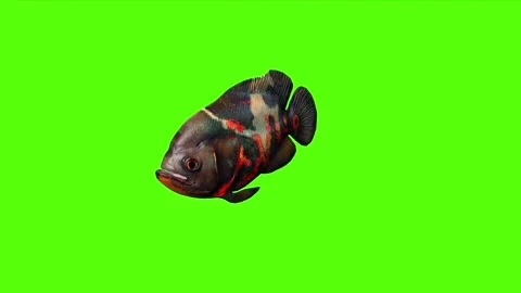 Fish Swimming Green Screen Animation and... | Stock Video | Pond5