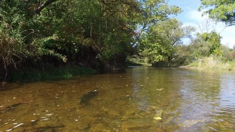 Fish swimming in a river | Stock Video | Pond5