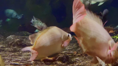 Fish swimming in tank, surrounded by wat... | Stock Video | Pond5