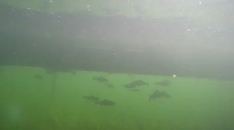 Fish swimming under a dock at the lake | Stock Video | Pond5