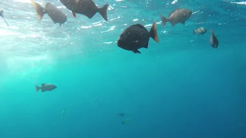 Fish swimming underneath a oil and gas w... | Stock Video | Pond5