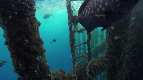 Fish swimming underneath a oil and gas w... | Stock Video | Pond5