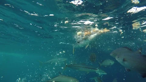 Fish swimming underneath a oil and gas w... | Stock Video | Pond5