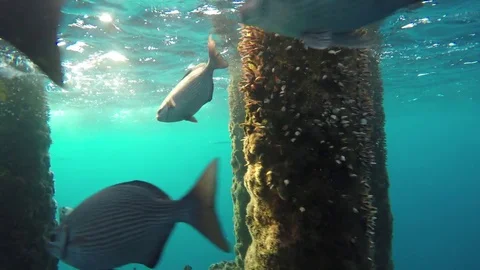 Fish swimming underneath a oil and gas w... | Stock Video | Pond5