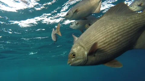 Fish swimming underneath a oil and gas w... | Stock Video | Pond5