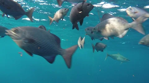 Fish swimming underneath a oil and gas w... | Stock Video | Pond5