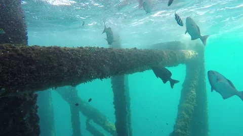 Fish swimming underneath a oil and gas w... | Stock Video | Pond5