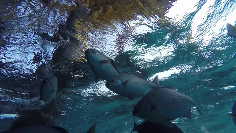 Fish swimming underneath a oil and gas w... | Stock Video | Pond5