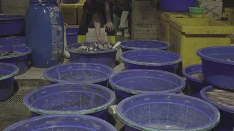 Fish traders sort fish by type and size ... | Stock Video | Pond5