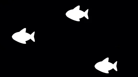 Fish Alpha Stock Footage ~ Royalty Free Stock Videos | Pond5