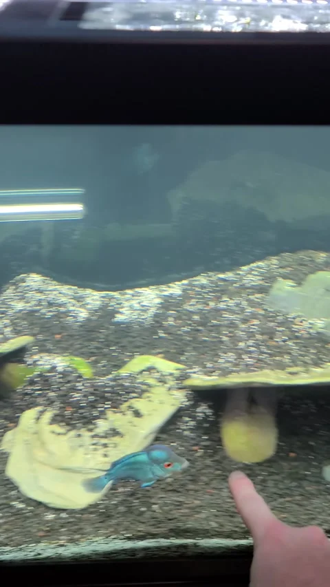 Fish Tries to Jump Out of Tank to Eat Fi... | Stock Video | Pond5