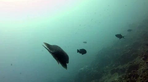 Attacking Fish Stock Video Footage | Royalty Free Attacking Fish Videos ...