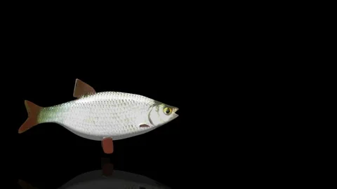Fish Loop Stock Footage ~ Royalty Free Stock Videos | Pond5