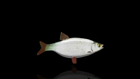 Fish Animation Stock Footage ~ Royalty Free Stock Videos | Pond5