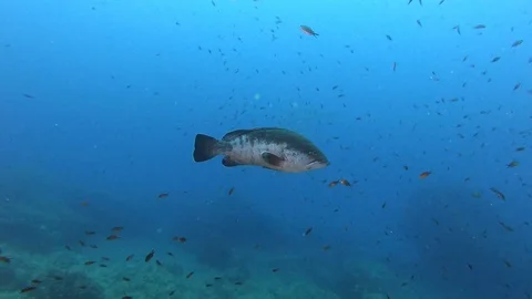 Fish underwater - Alone grouper fish swi... | Stock Video | Pond5
