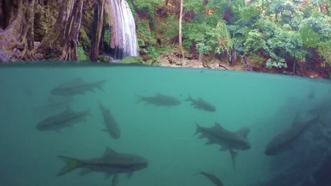 Fish in the water at deep forest Erawan ... | Stock Video | Pond5