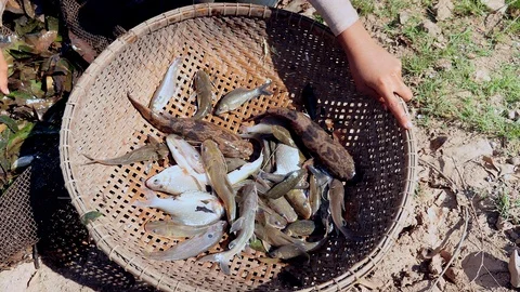 Fisher Sorting Fish Catch Out From Aquat... | Stock Video | Pond5