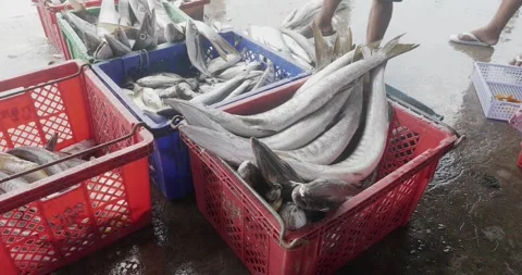 fisher sorting sea pike fish according t... | Stock Video | Pond5