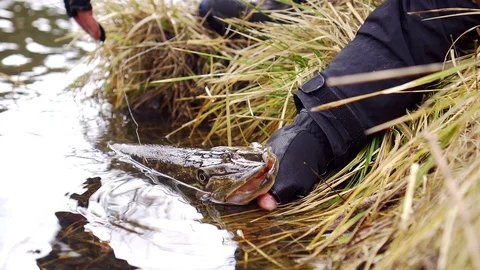 Fishing Breaks Stock Videos – Royalty-Free HD & 4K Videos | Page 5