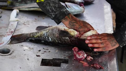 Ripping Bass Stock Video Footage | Royalty Free Ripping Bass Videos | Pond5