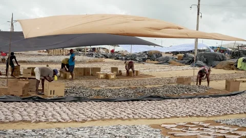 Fishermen sorting and drying fish at neg... | Stock Video | Pond5