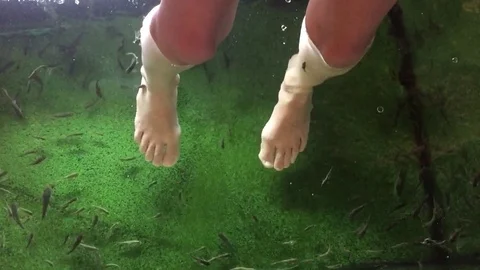 fishes eating dead skin and cleaning gir... | Stock Video | Pond5