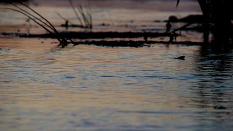 Fishes Jump Stock Videos – Royalty-Free HD & 4K Videos