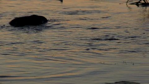 Fishes Jump Stock Videos – Royalty-Free HD & 4K Videos