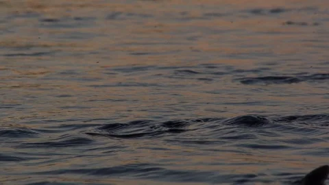 Fishes Jump Stock Videos – Royalty-Free HD & 4K Videos