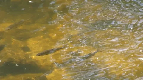 Bloomfishing Stock Videos – Royalty-Free HD & 4K Videos