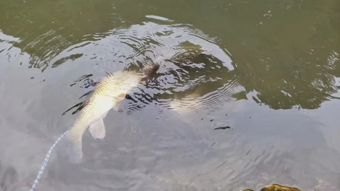 Fishing With Suckers Stock Videos – Royalty-Free HD & 4K Videos | Pond5