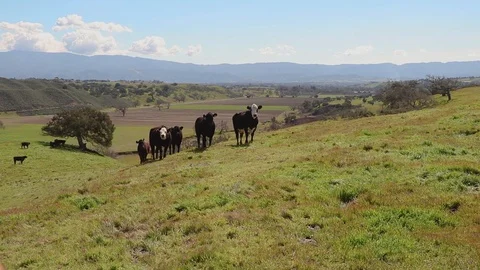 As five cattle stare at the camera pulli... | Stock Video | Pond5