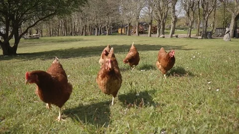 Chickens Running Stock Video Footage | Royalty Free Chickens Running ...