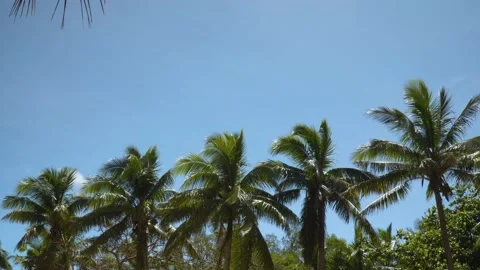 Five coconut trees lined up in a row wit... | Stock Video | Pond5