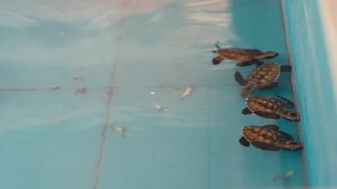 Five cute little turtles swimming in a b... | Stock Video | Pond5