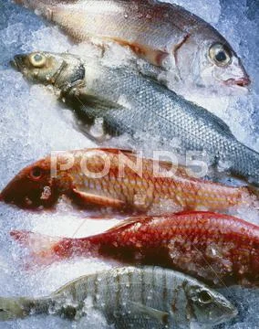 Five Different Fish On Crushed Ice - Stock Image - Everypixel