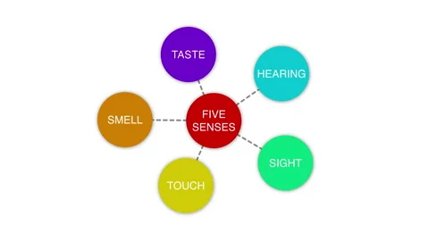 Five Human Senses Animation Diagram on W... | Stock Video | Pond5