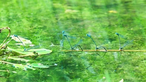 Five pairs of damselflies during mating ... | Stock Video | Pond5