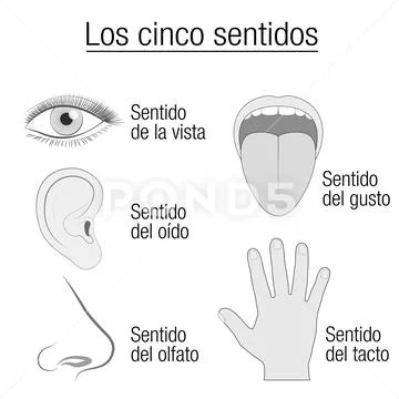 Five Senses Spanish Names Sensory Organs Chart ~ Clip Art #83892343