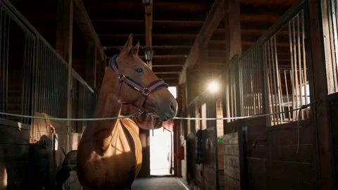 Fixed Horse at the junctions in the stab... | Stock Video | Pond5