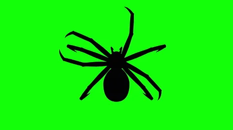 Fixed Spider on green screen, CG animate... | Stock Video | Pond5