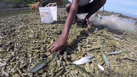 Fiji Fishing Stock Footage ~ Royalty Free Stock Videos | Pond5